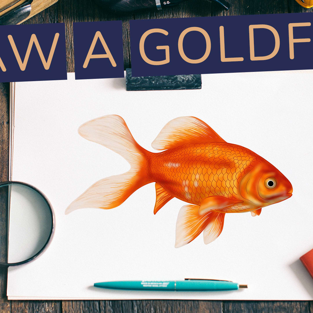 how to draw realistic goldfish