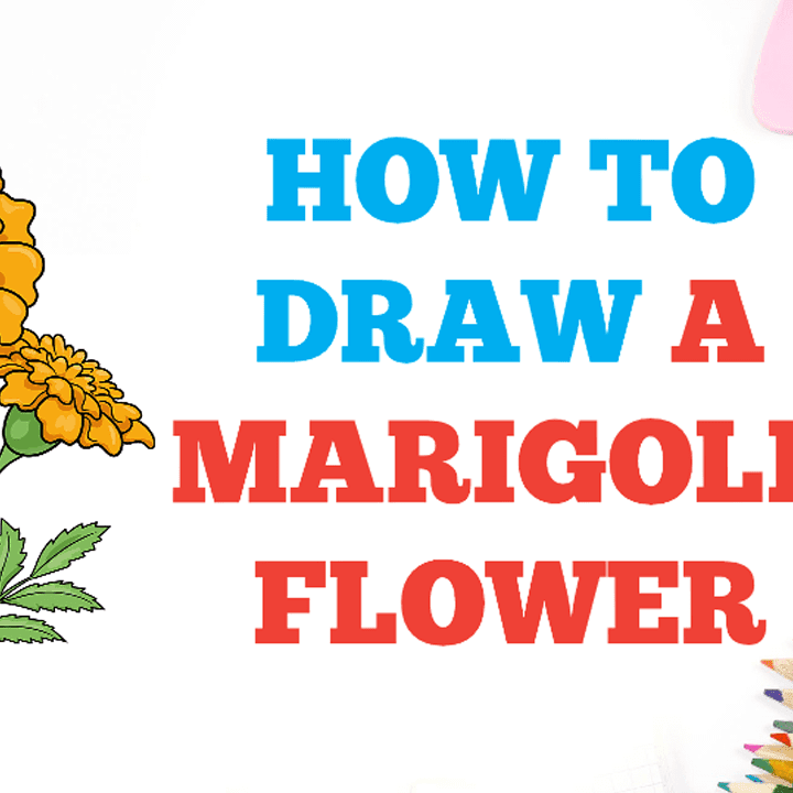 how to draw marigold flowers