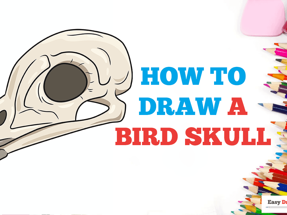 how to draw raven skull