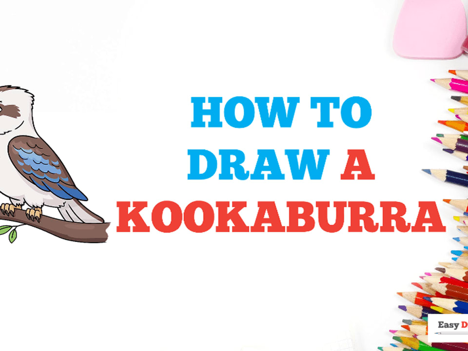 how to draw a kookaburra bat