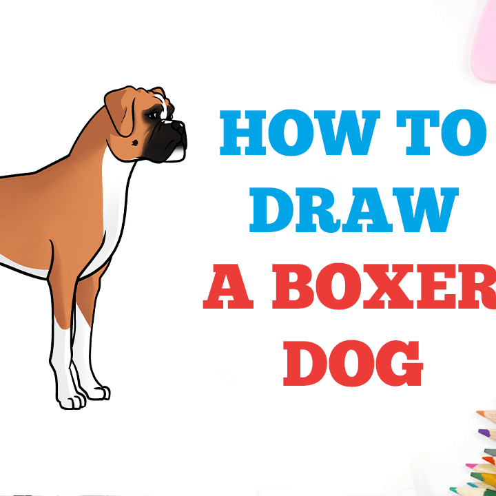 how to draw boxer dog