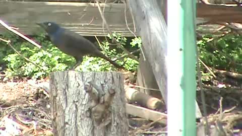 grackle nesting behavior