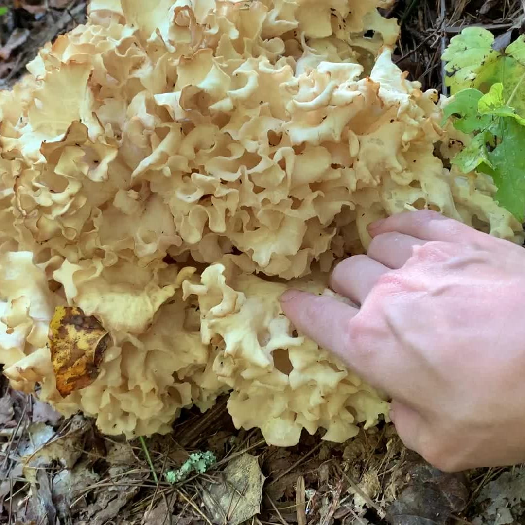 how to cook eastern cauliflower mushroom